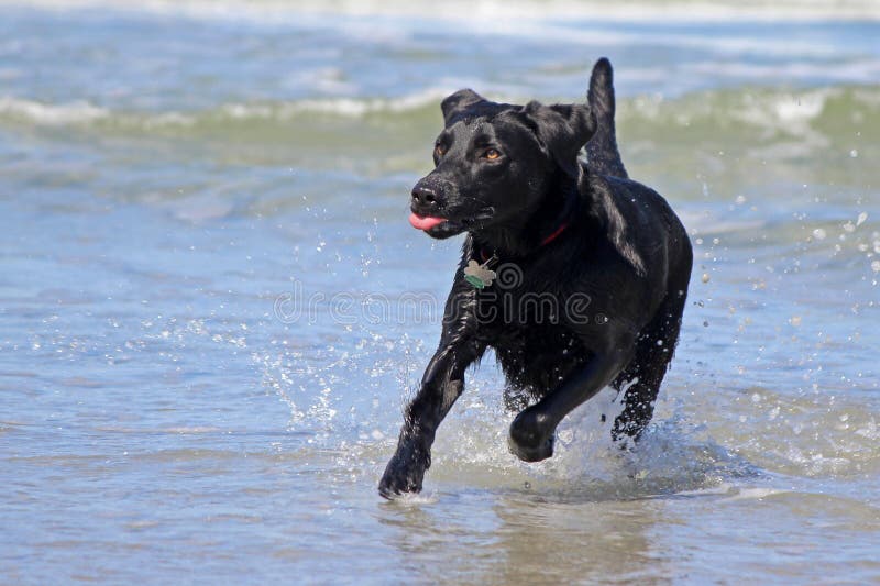 Dog On Beach Lab Adopt Labradors And Friends Dog Rescue