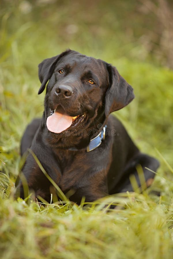 Black Lab stock photo. Image of black, laying, animal - 53323908
