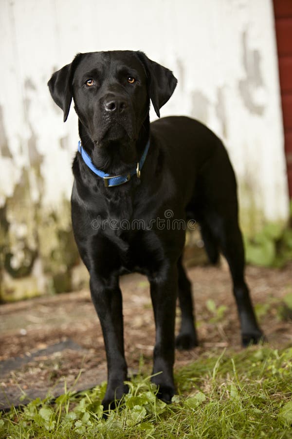 Black Lab stock photo. Image of outside, yard, guide - 53323864