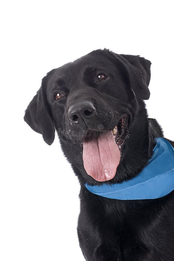 Black lab service dog stock image. Image of checking - 56749849