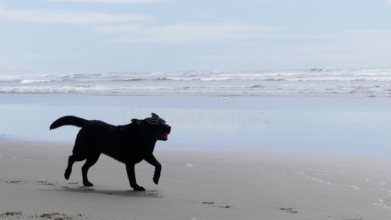 Black Lab Chases a Ball in the Ocean Stock Image - Image of black, ball ...