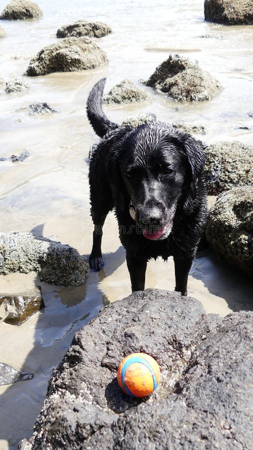 Black Lab Chases a Ball in the Ocean Stock Image - Image of play ...
