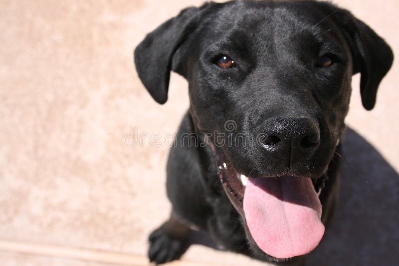 Black Lab close-up stock image. Image of black, face, labrador - 3054477