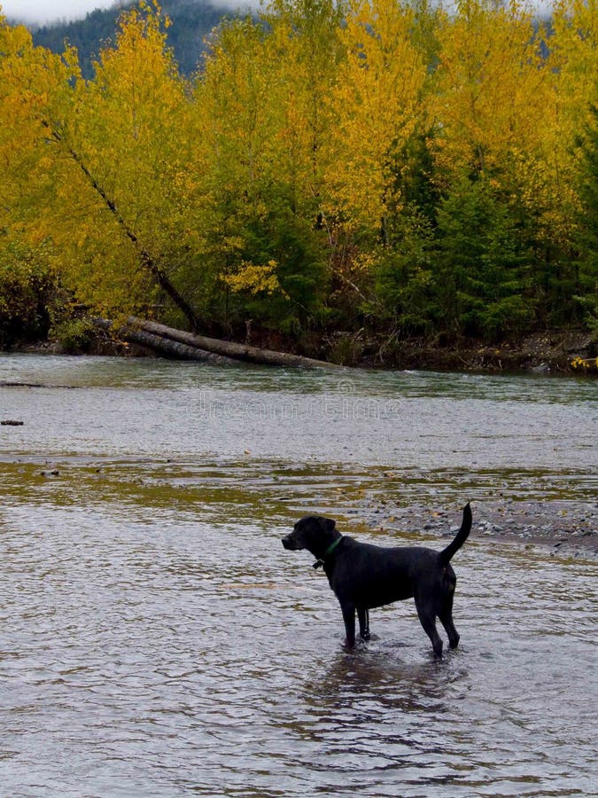 Cowliz River Stock Photos - Free & Royalty-Free Stock Photos from ...