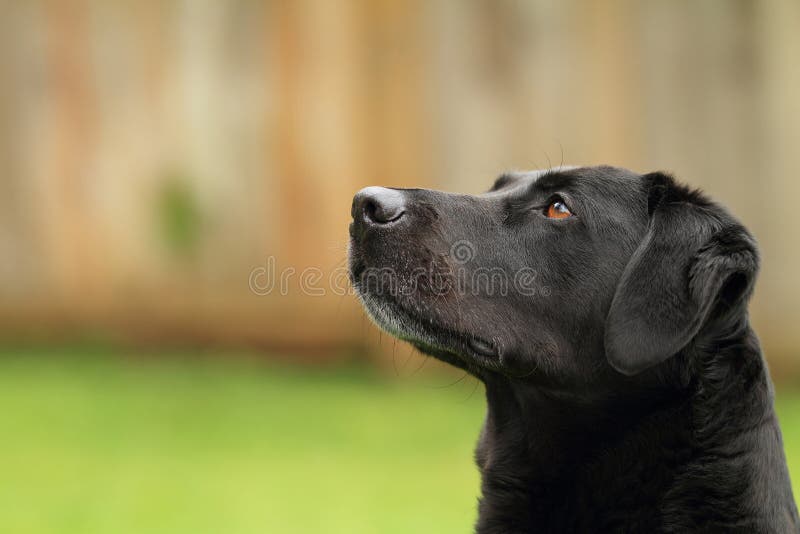 Black Lab Dog stock image. Image of happy, mans, friend - 25003819