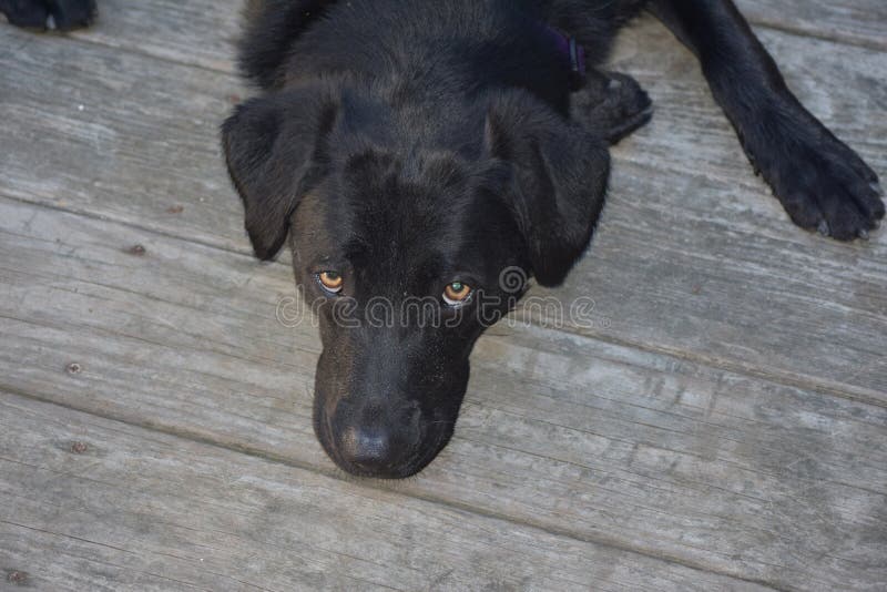 Black Lab Dog Resting on a Wooden Deck Stock Photo - Image of labrador ...