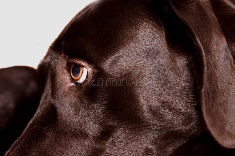 Black Lab Eye stock image. Image of side, cute, look, shiny - 2319435