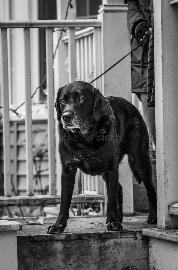 Black Lab stock image. Image of cute, retriever, halifax - 50561729