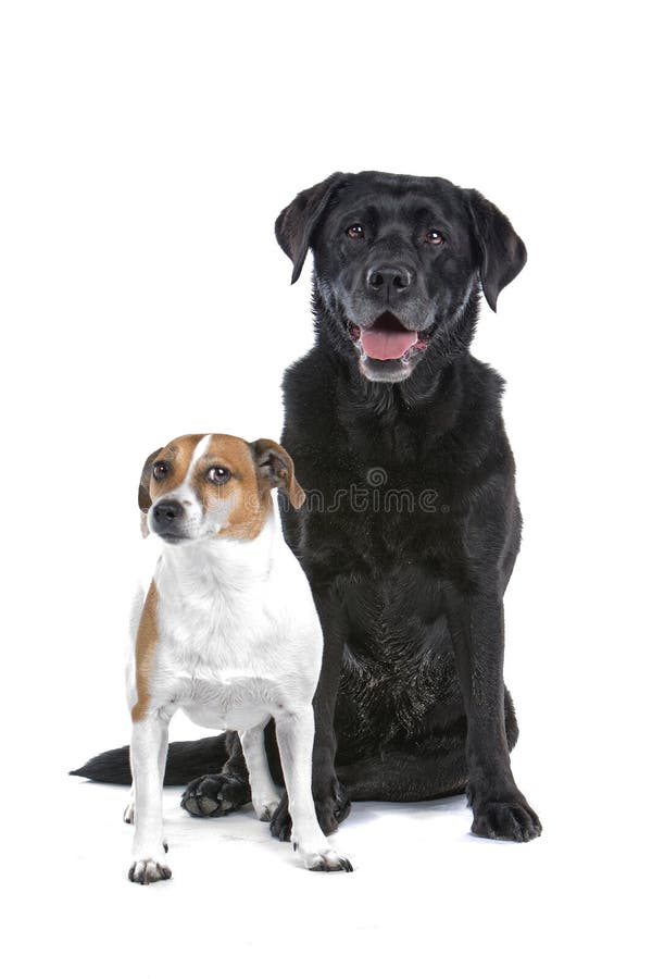 Black Lab and Jack Russell stock photo. Image of dogs - 11309500