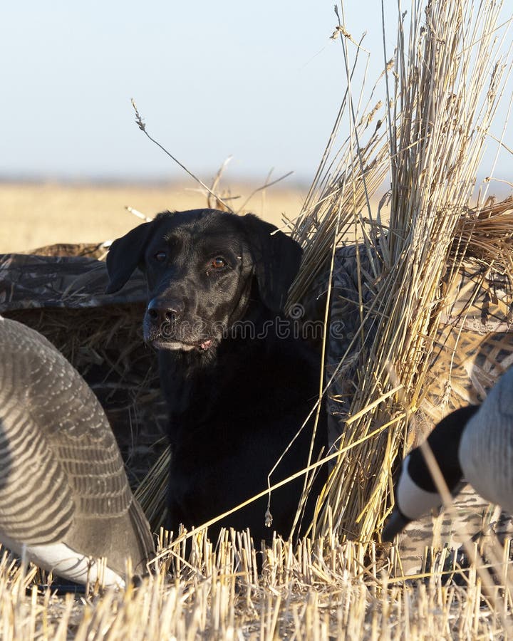 A Black Lab stock photo. Image of retriever, hunting - 71377030