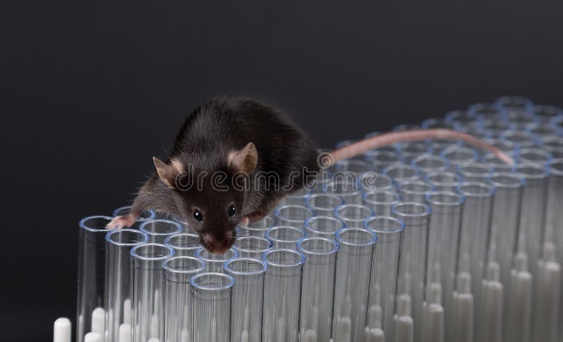 Black laboratory mouse stock photo. Image of animal, caretaker - 34860248