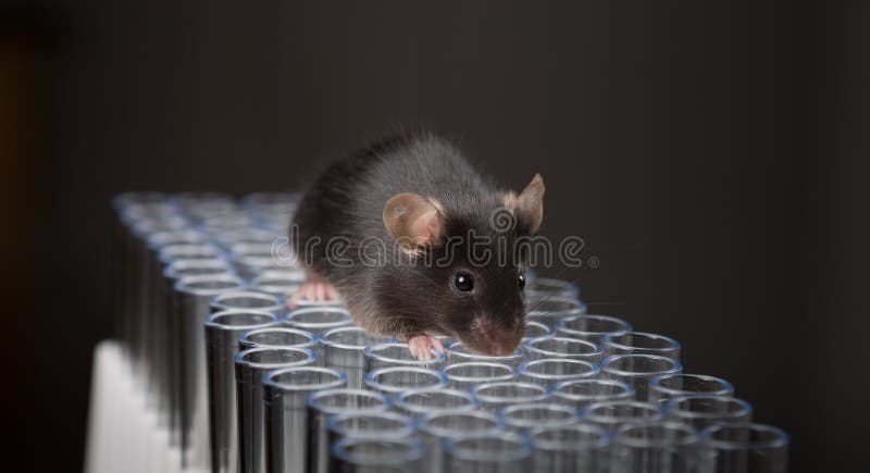 Black Lab Mouse Play on Tubes Stock Image - Image of research, mouse ...