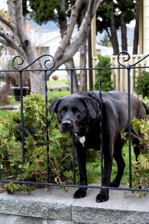 Black Lab stock photo. Image of cement, white, iron, wrought - 48758964