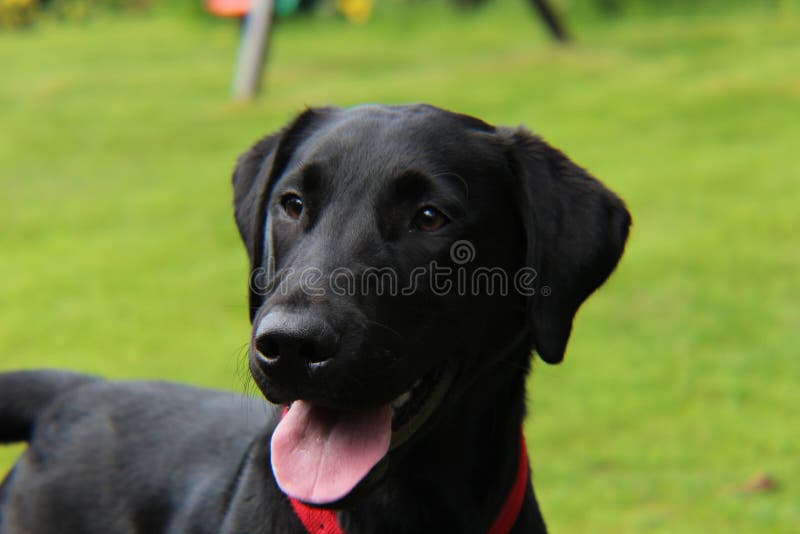 Black lab stock image. Image of black, rain, drops, labrador - 89901665