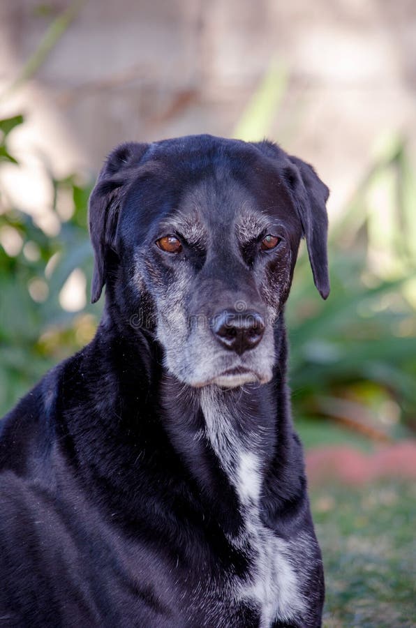 Black lab portrait stock photo. Image of serious, animal - 64372840