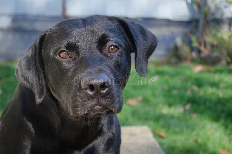 Black lab stock image. Image of alert, drool, friend - 41984565