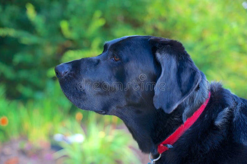 Black Lab stock image. Image of retriever, watching, profile - 48752501