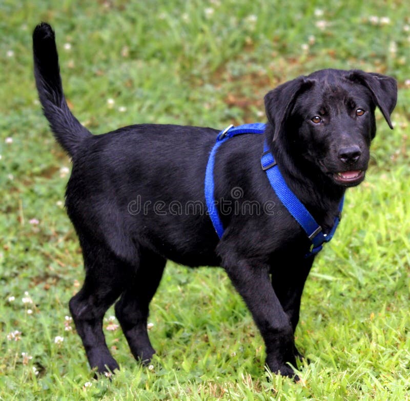 Black lab service dog stock photo. Image of black, register - 56749848