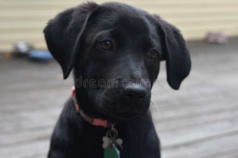 Black Lab Pup with His Head Slightly Tilted Stock Photo - Image of ...