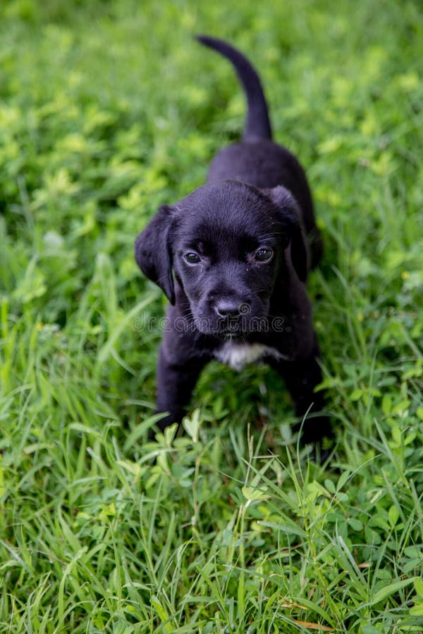 Black Lab puppies stock photo. Image of retriever, cute - 42073868