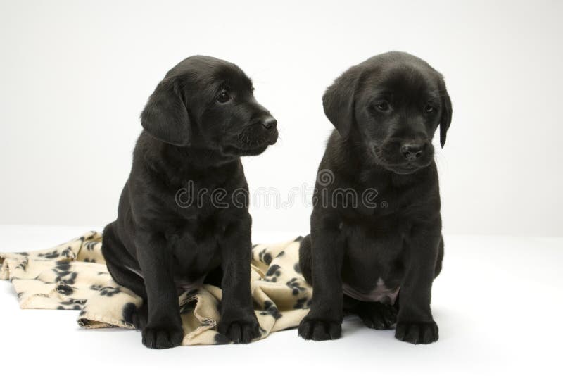 Black Lab Puppies on White Seamless Stock Photo - Image of posing, kw0p ...
