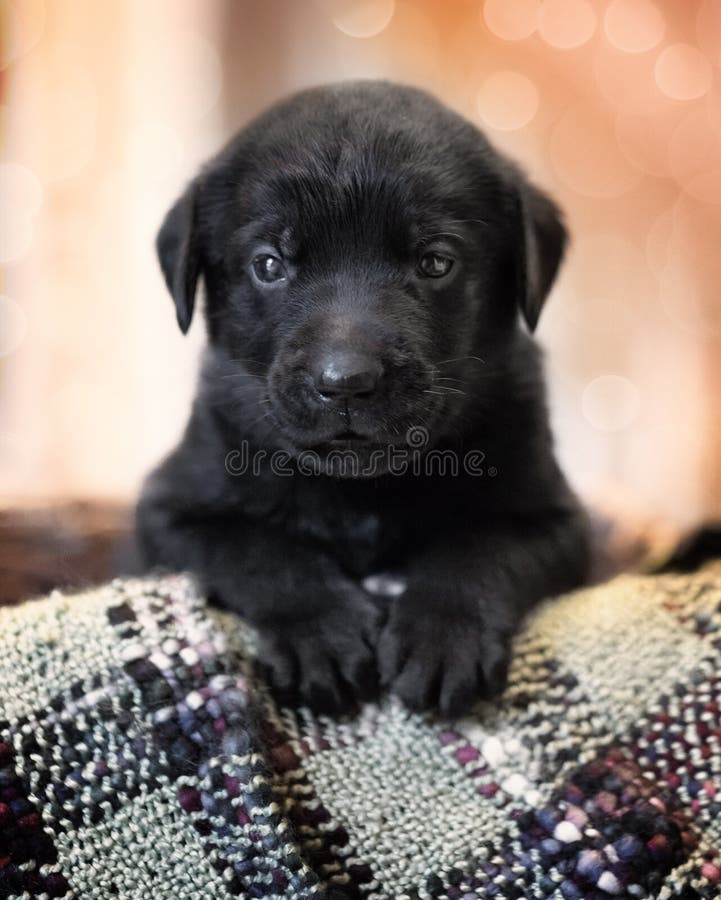 Black lab puppy stock photo. Image of ears, studio, white - 118835932