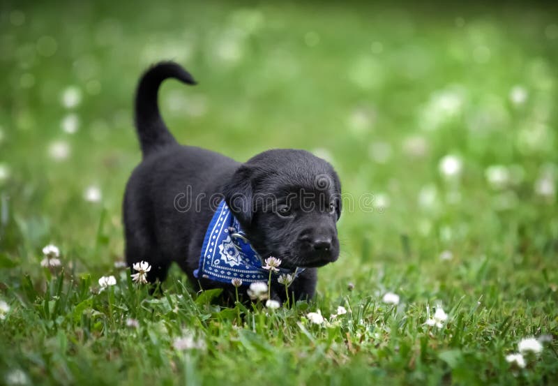 Black lab puppy stock photo. Image of state, retriever - 118835950