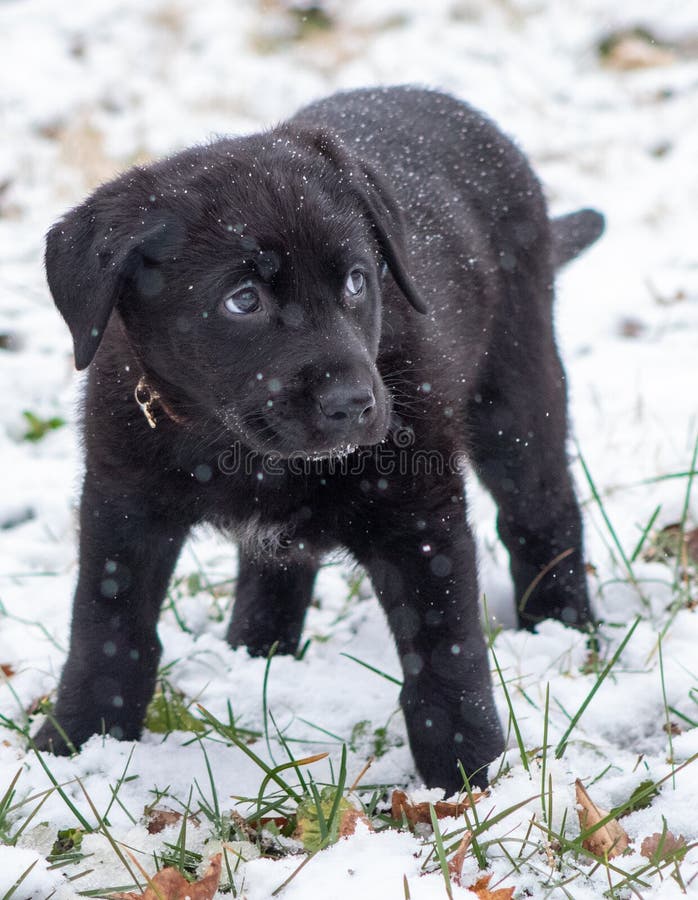 Black Lab Puppy in the Snow Stock Photo - Image of snow, puppy: 228371432