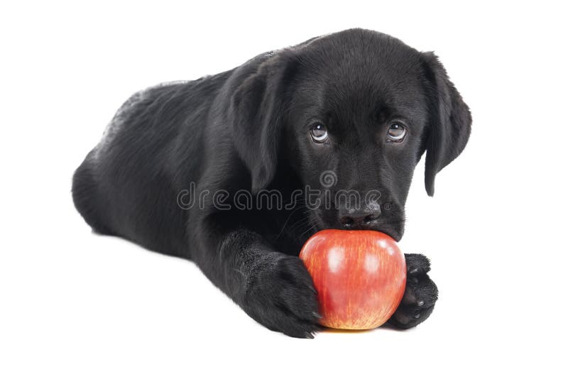 Black Lab Puppy, Two Months Old Stock Photo - Image of young, yong ...