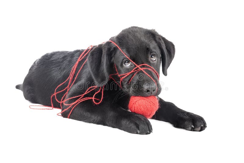 Black Lab Puppy, Two Months Old Stock Photo - Image of retriever, puppy ...