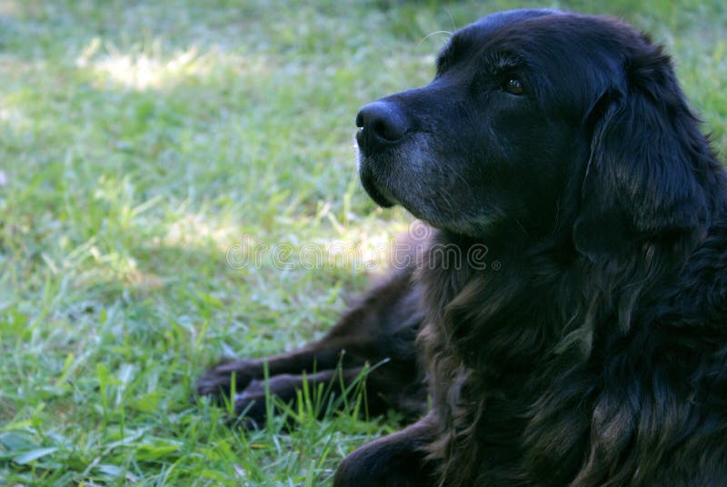 Black Lab stock image. Image of loyalty, outside, gentle - 56087851