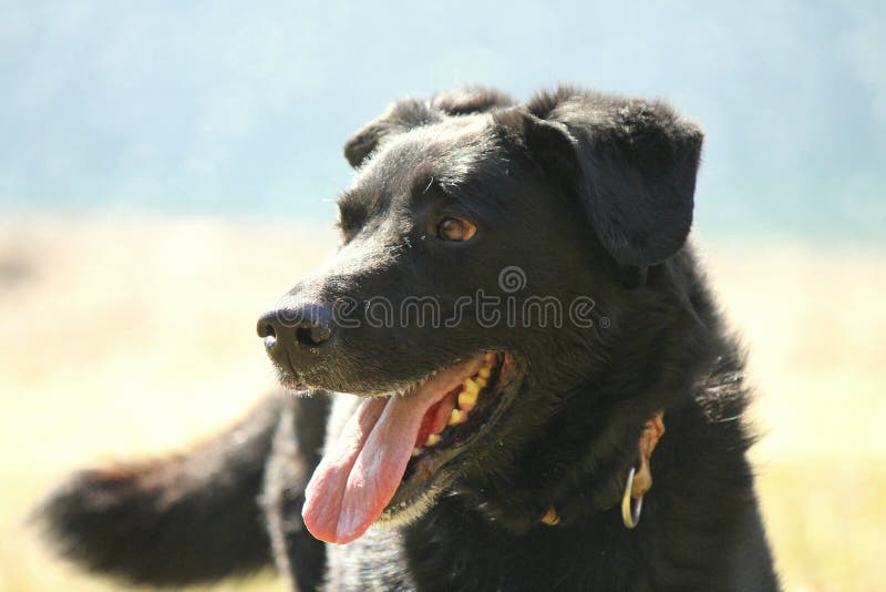 Black lab stock photo. Image of retriever, beach, path - 69128698