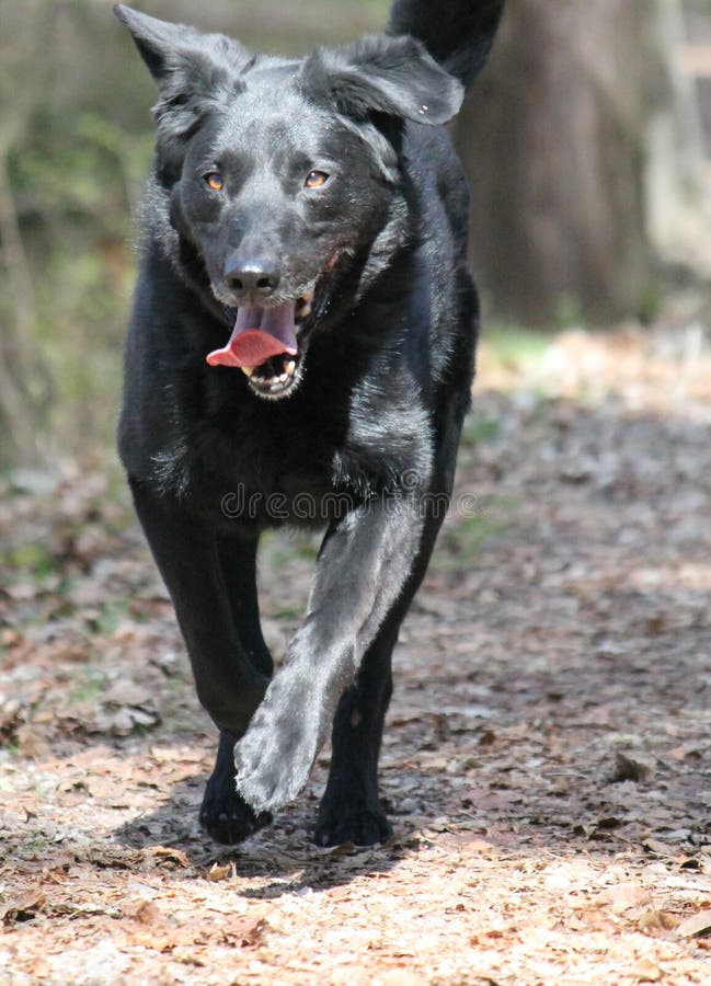 Black lab stock photo. Image of tongue, walk, black, path - 69128696
