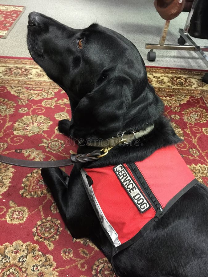 Black lab service dog stock image. Image of checking - 56749849