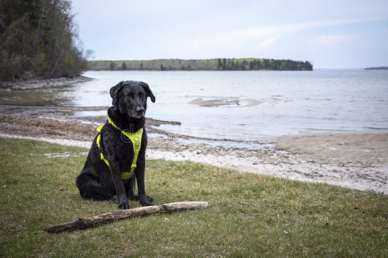 Black Lab Sitting on the Beach Waiting To Play Fetch with a Stick Stock ...