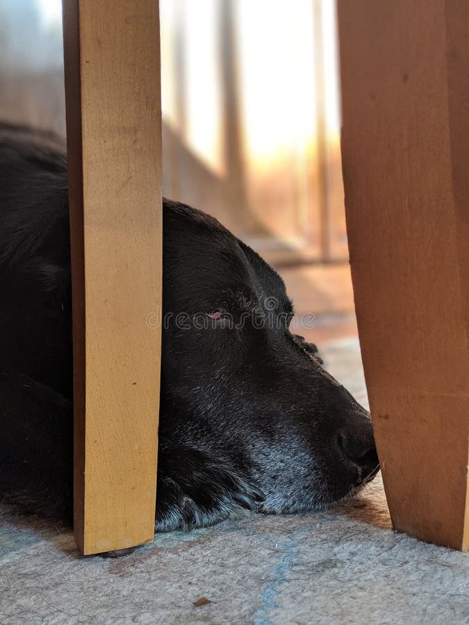 A Black Lab Sleeping on the Floor Stock Image - Image of resting ...