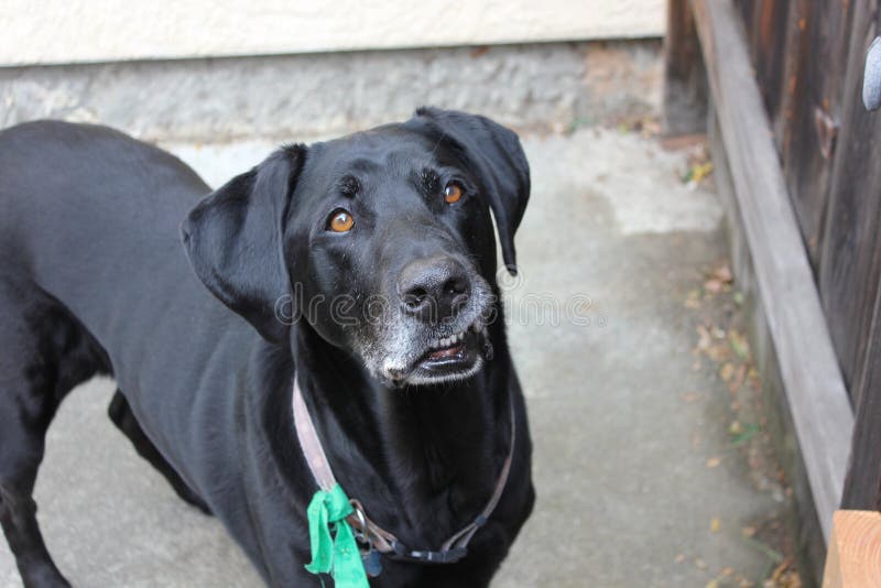 Black lab smiling stock image. Image of showing, bark - 52435423