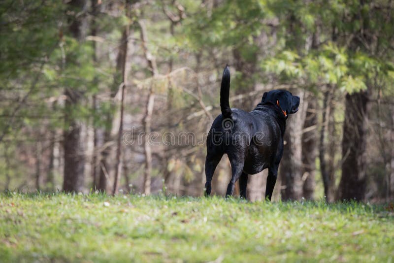 Black Lab Standing on Grass in Front of Trees. Stock Image - Image of ...