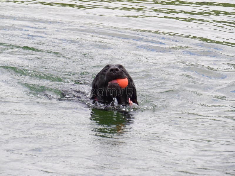 109 Black Lab Swimming Pool Stock Photos - Free & Royalty-Free Stock ...