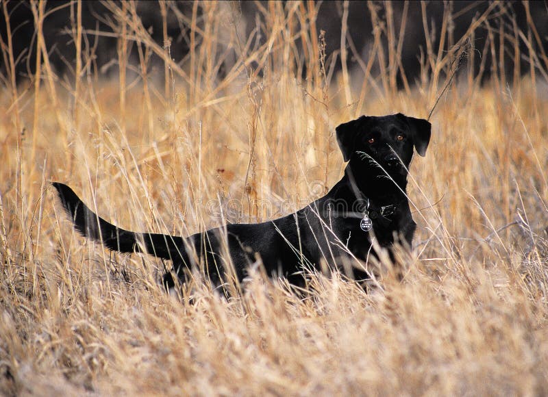 Black Lab in tall grass stock photo. Image of retriever - 54004476