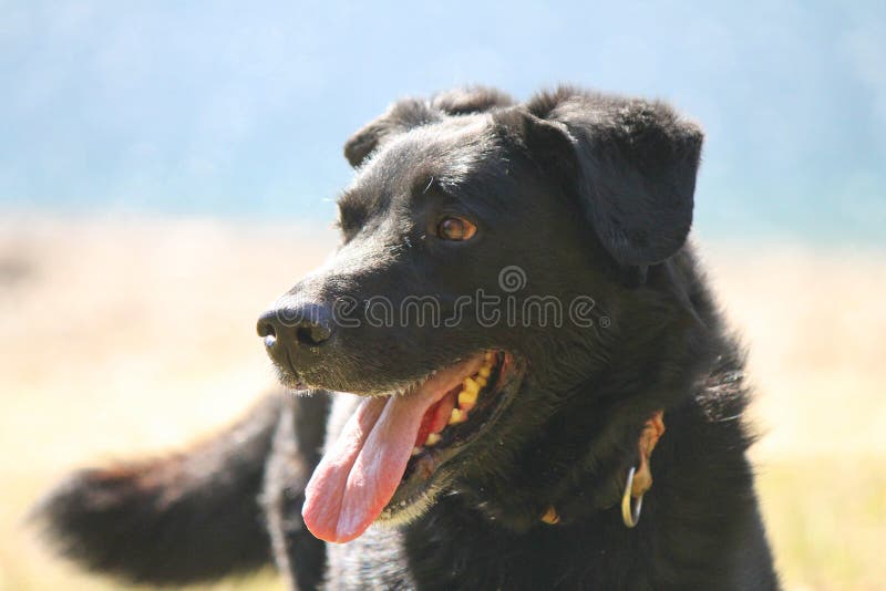 Black lab stock photo. Image of bestfriend, path, tongue - 69128790