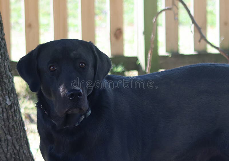 Black Lab by a Tree Inside a Fence Stock Photo - Image of blue, puppy ...