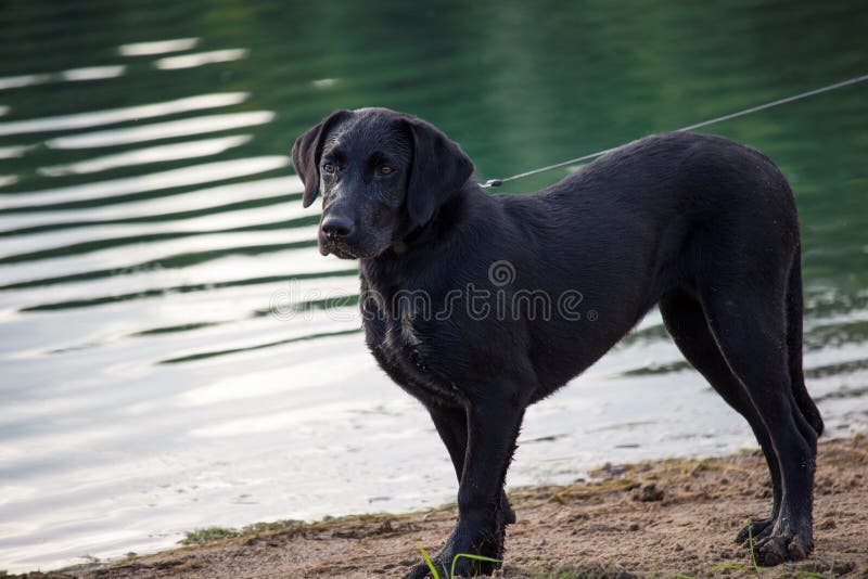 Black Lab stock photo. Image of bark, walking, nose, black - 70805894