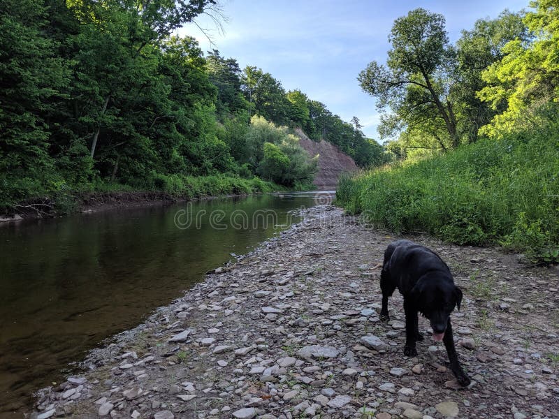 A Black Lab Walking beside the Creek Stock Photo - Image of fresh ...