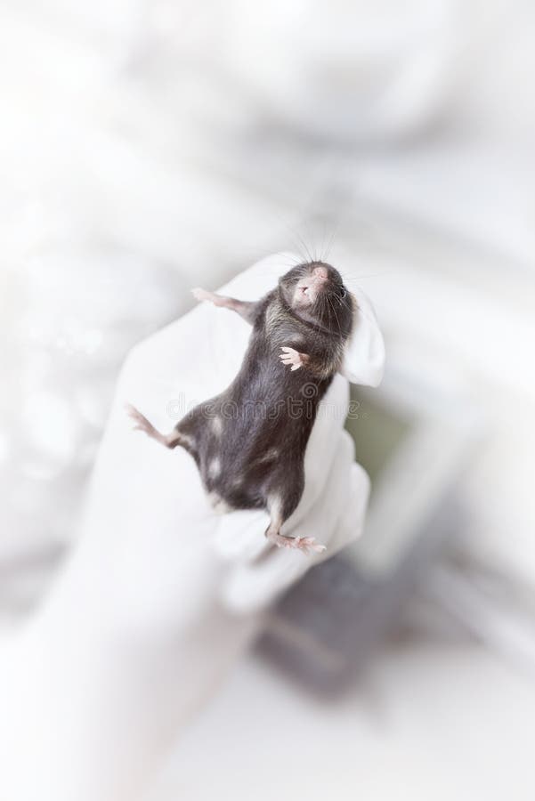 Black laboratory mouse stock photo. Image of black, tech - 34860248