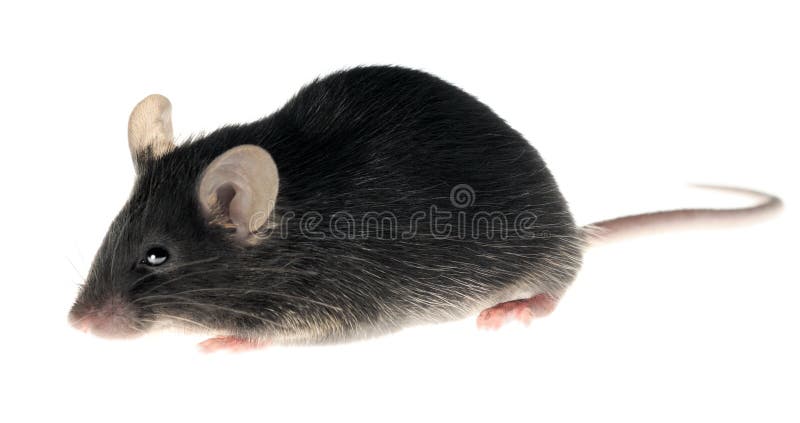 Albino White Mouse Sitting, Mus Musculus Stock Image - Image of ...