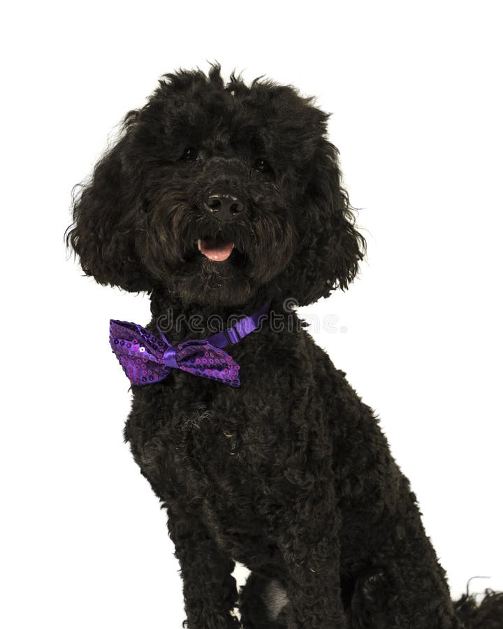 Purple Labradoodle Dog Stock Photos - Free & Royalty-Free Stock Photos ...