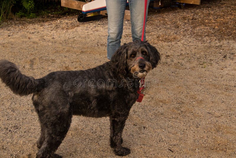 A Black Labradoodle Standing on Sand Stock Image - Image of nature ...