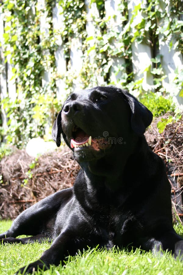 Black labrador stock photo. Image of garden, labrador - 1145784