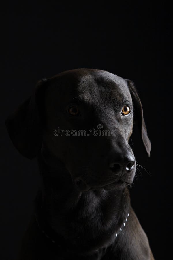 94+ Black labrador portrait Free Stock Photos - StockFreeImages